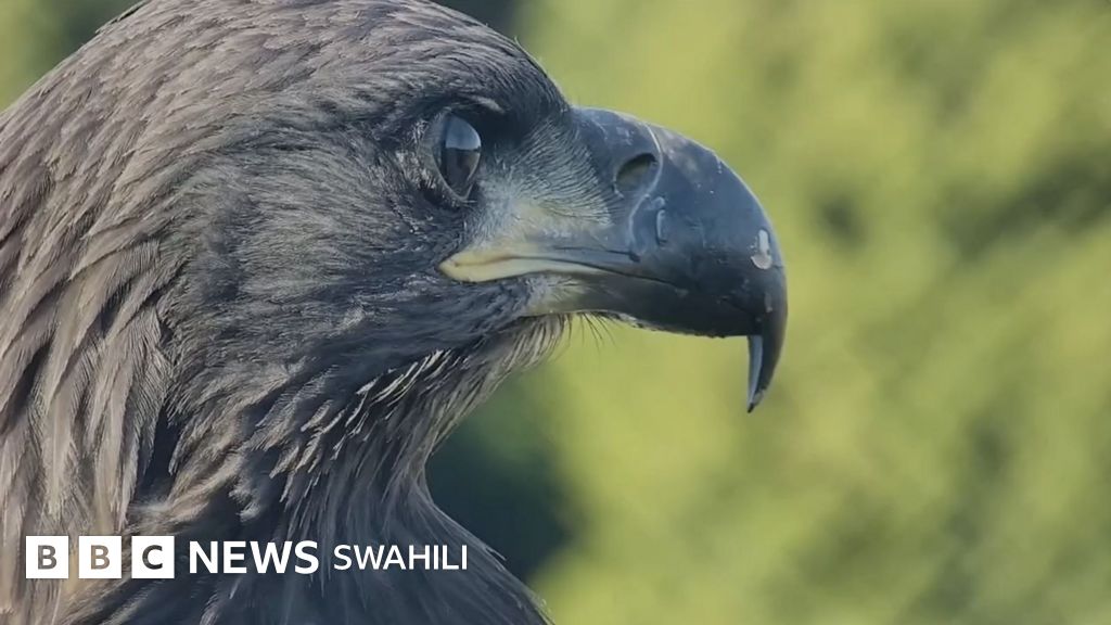 Jinsi tai anavyosaidia Israel kupata raia wake waliouawa katika ...
