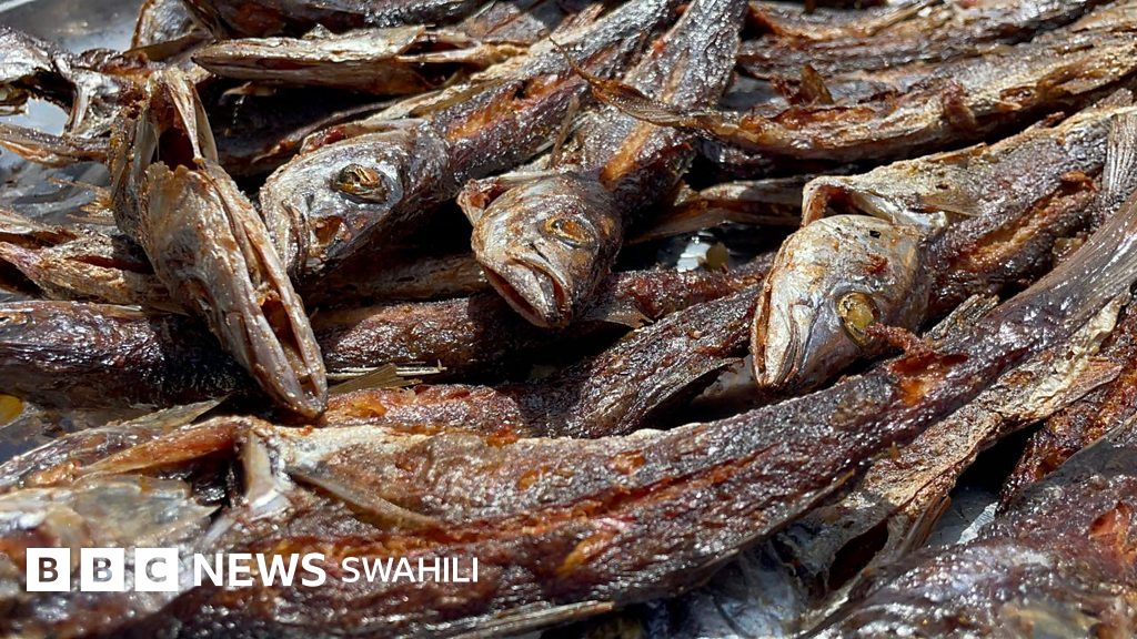 Tanzania, Burundi Zambia, DRC kufunga shughuli za uvuvi Ziwa Tanganyika kwa muda kuchochea ...