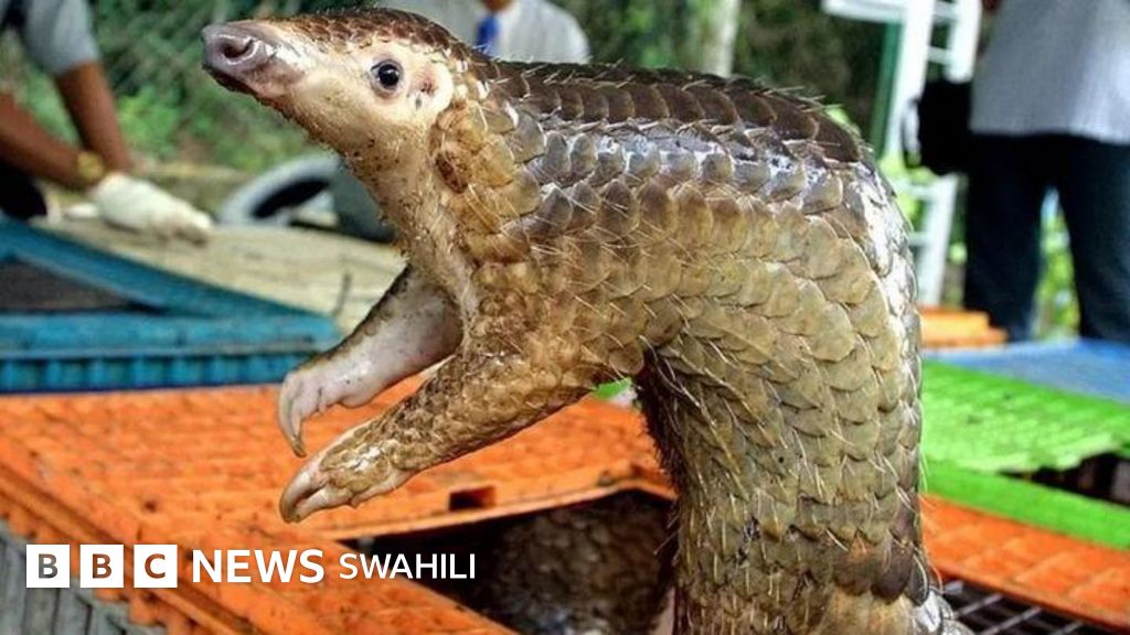 Kakakuona: Mnyama anayewindwa zaidi duniani - BBC News Swahili