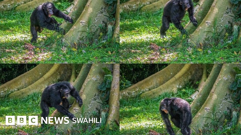 Sokwe huonesha 'ishara' kupitia midundo yao ya ngoma - BBC News Swahili