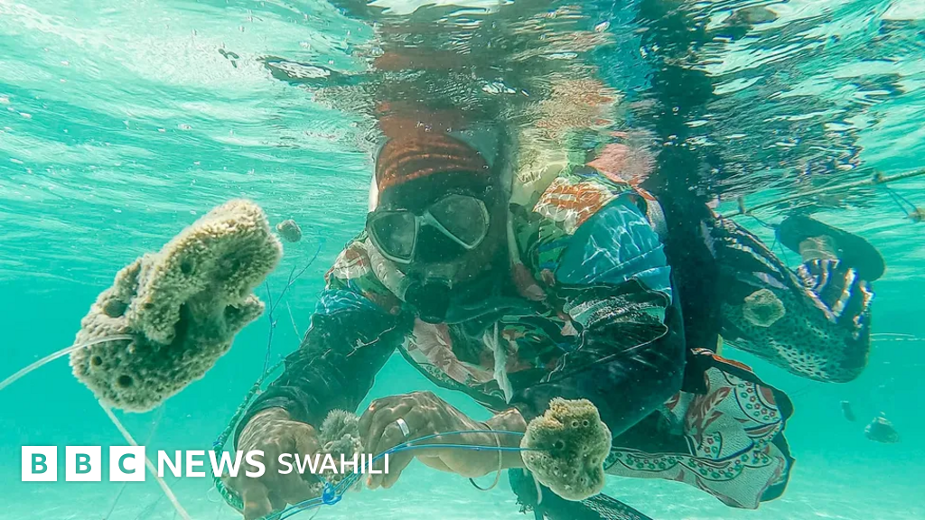 Sponji za baharini zilivyoboresha maisha ya wanawake Zanzibar - BBC ...