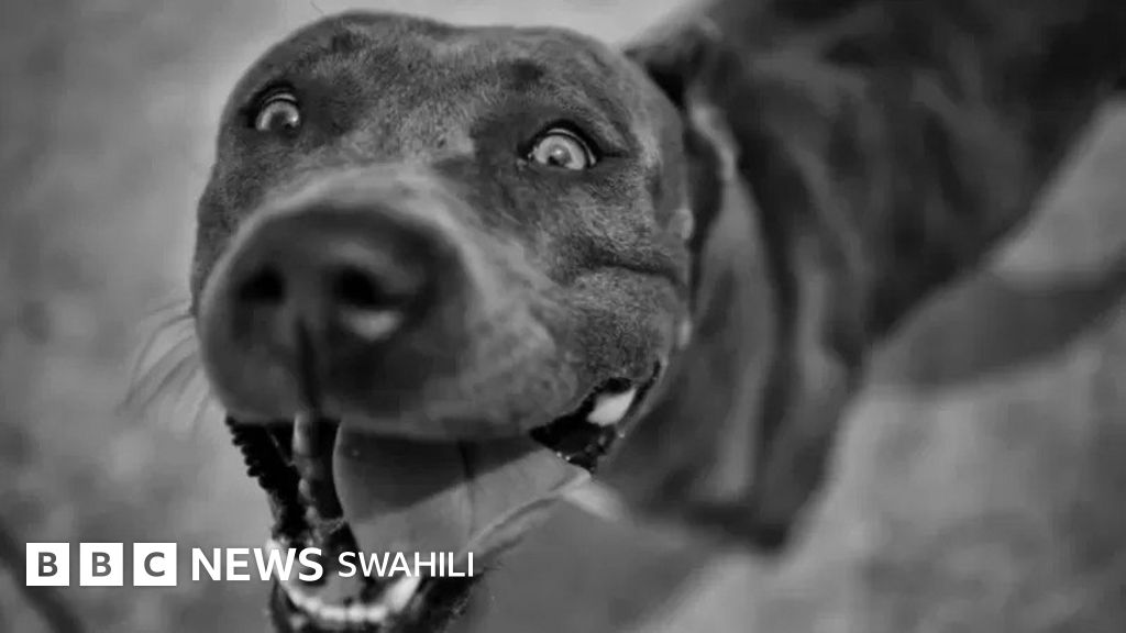 Kwa nini mbwa huuma watu? Nini cha kufanya baada ya kuumwa? - BBC News ...