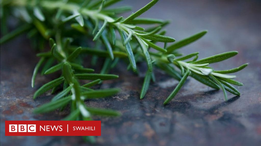 Siri ya kufaulu mtihani: Mmea wa Rosemary husaidia kukumbuka mambo ... Siri ya kufaulu mtihani: Mmea wa Rosemary husaidia kukumbuka mambo ...
