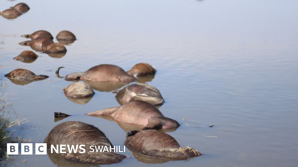 Uchunguzi wa awali unaashiria kuwa wanyama hao walikuwa wakifukuzwa na ...