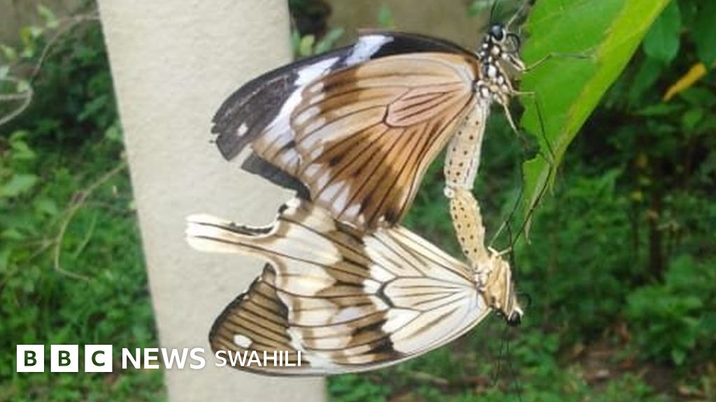 Kipepeo dume anayewazuzua vipepeo wa kike pwani ya Kenya - BBC News Swahili