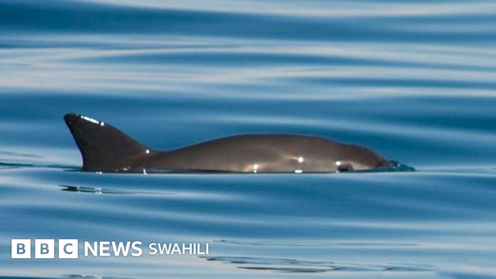 Hawa ndio wanyama ambao huenda wakatoweka milele - BBC News Swahili