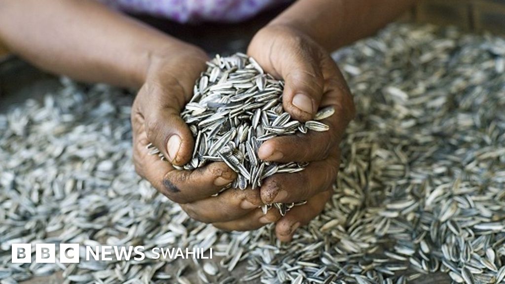 Watafiti wa Alizeti wathibitisha Alizeti zinaweza kustawi katika mikoa ...