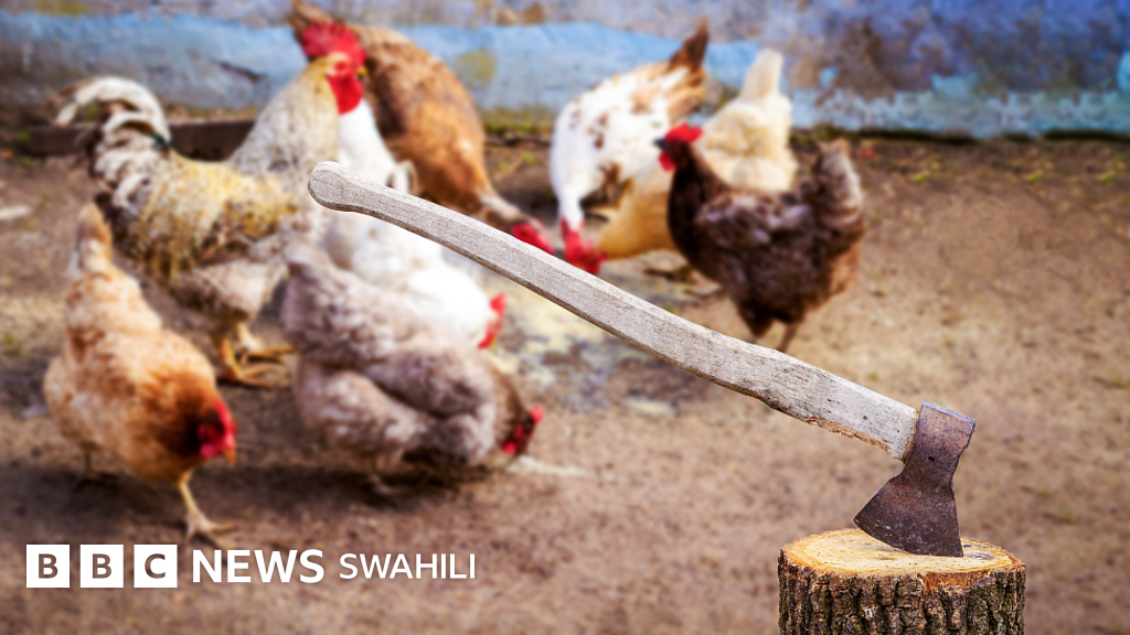 Mtaala wapingwa Kenya huku wanafunzi wakiwachinja kuku hai shuleni ...