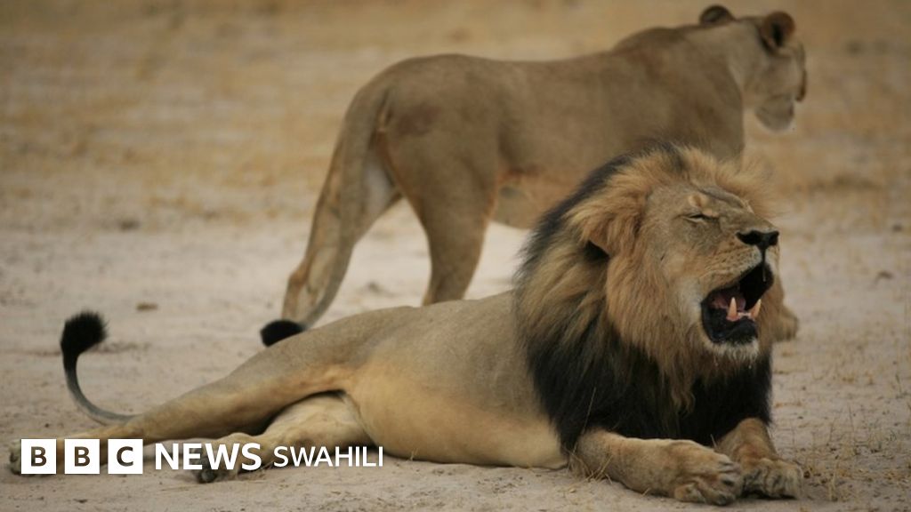 Mwana wa simba Cecil auwawa Zimbabwe - BBC News Swahili