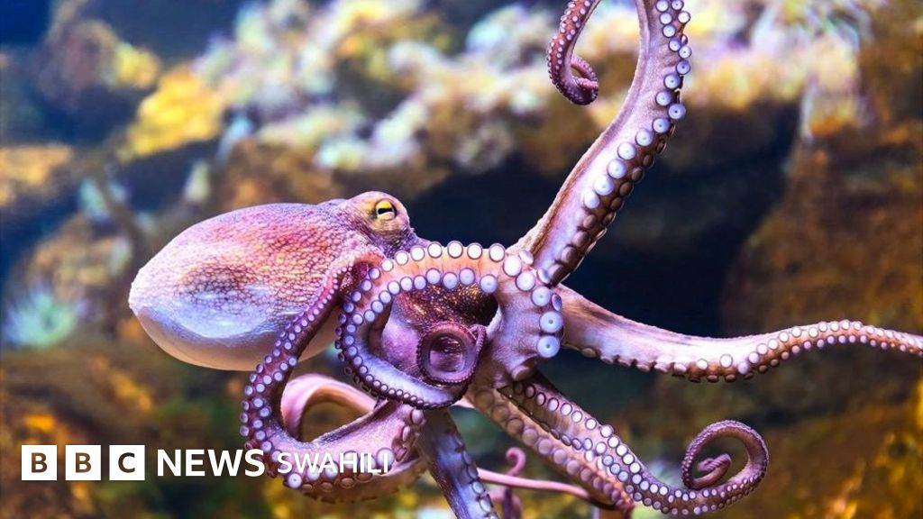 Ufugaji wa pweza duniani waingia utata, Je unapaswa kuendelea? - BBC ...