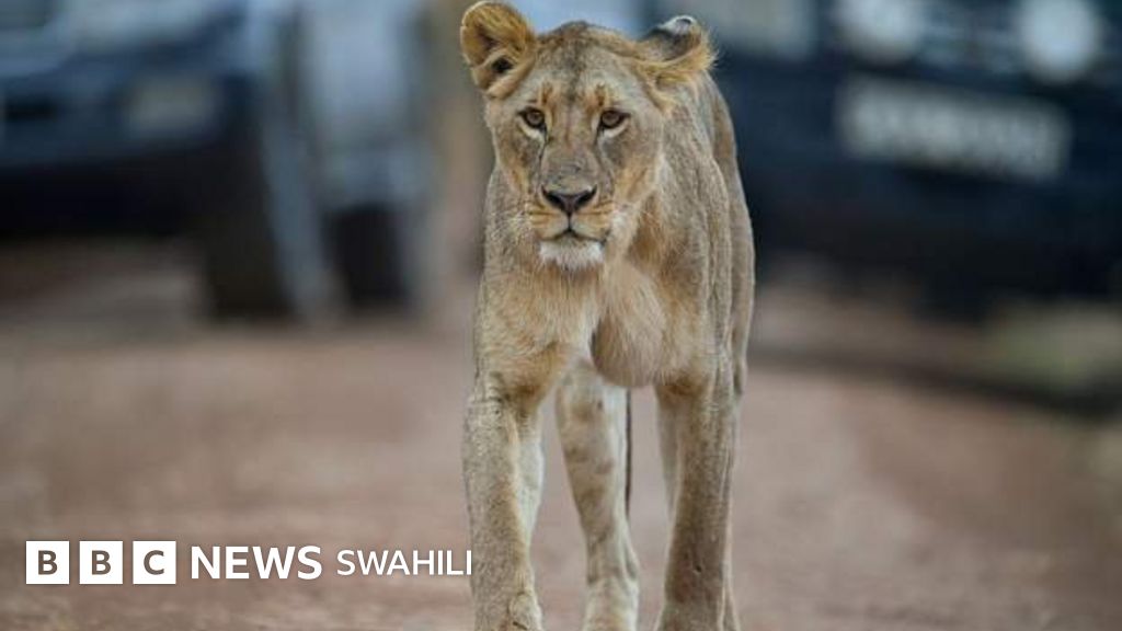 Simba jike na watoto wao wadaiwa kufa kwa sumu Uganda - BBC News Swahili