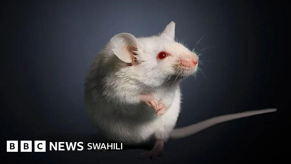 Panya mwenye baba wawili, atengenezwa maabara - BBC News Swahili