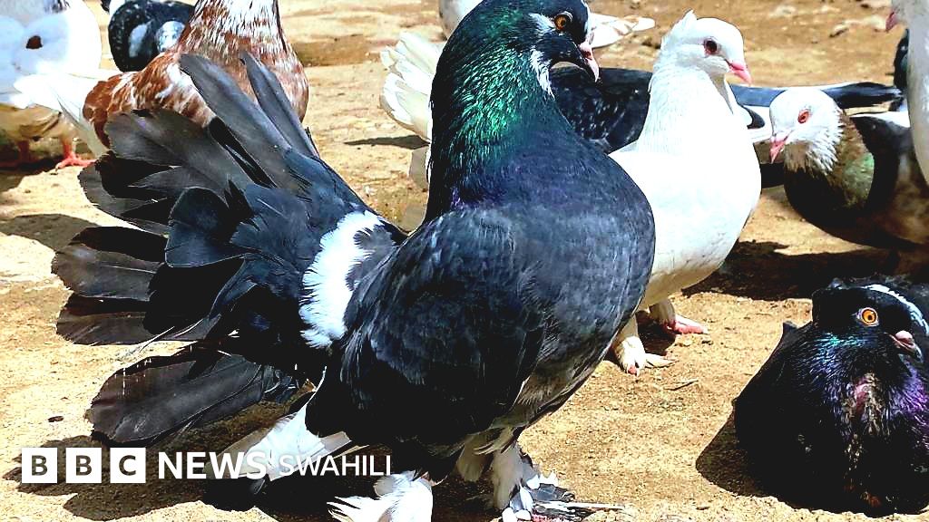 Hawa ni njiwa wa mapambo mmoja tu ana thamani sawa na kilo 150 za ...