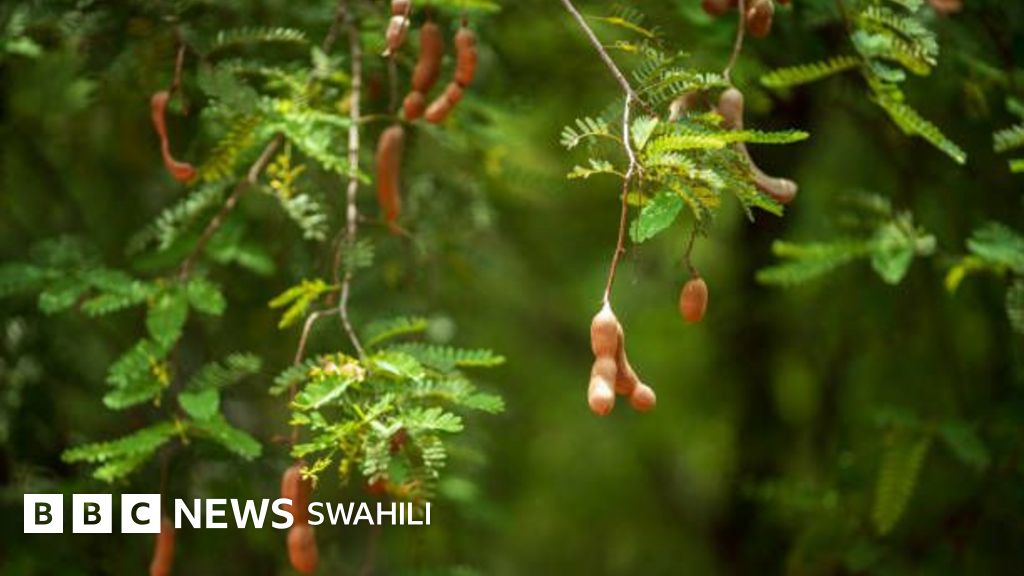 Afya: Faida ya ukwaju kwa afya - BBC News Swahili
