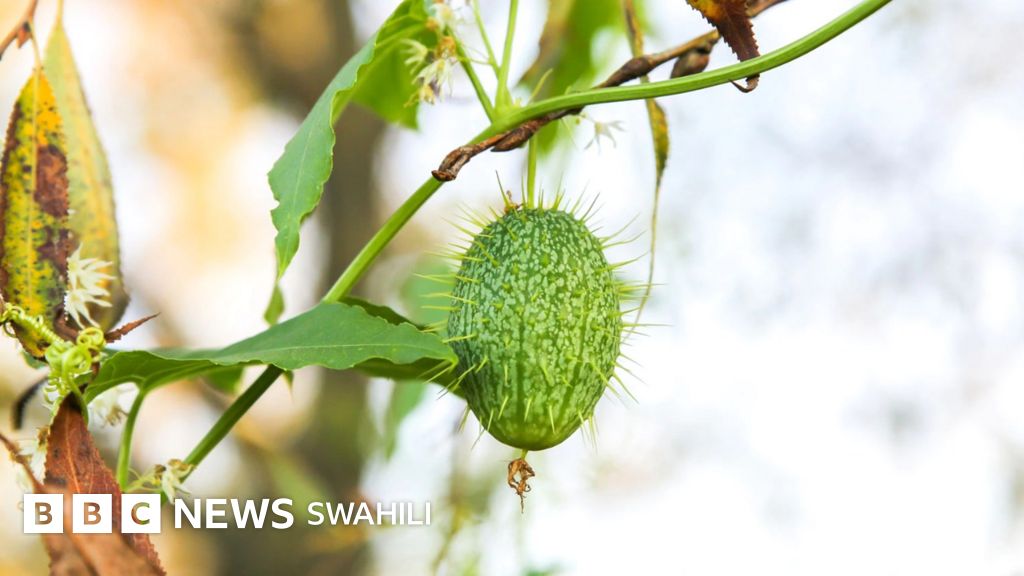 Maisha ya Siri ya kujamiiana ya Mimea - BBC News Swahili