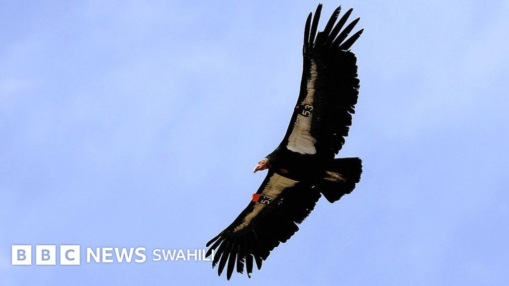 Ndege 15 aina ya Tai 'wateka nyumba na kutangaza vita' na mmiliki wake ...