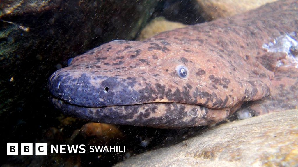 Mjusi mkubwa zaidi duniani amebainika nchini China - BBC News Swahili