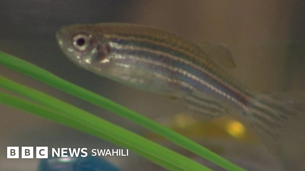 Samaki anayejiponya uti wa mgongo - BBC News Swahili