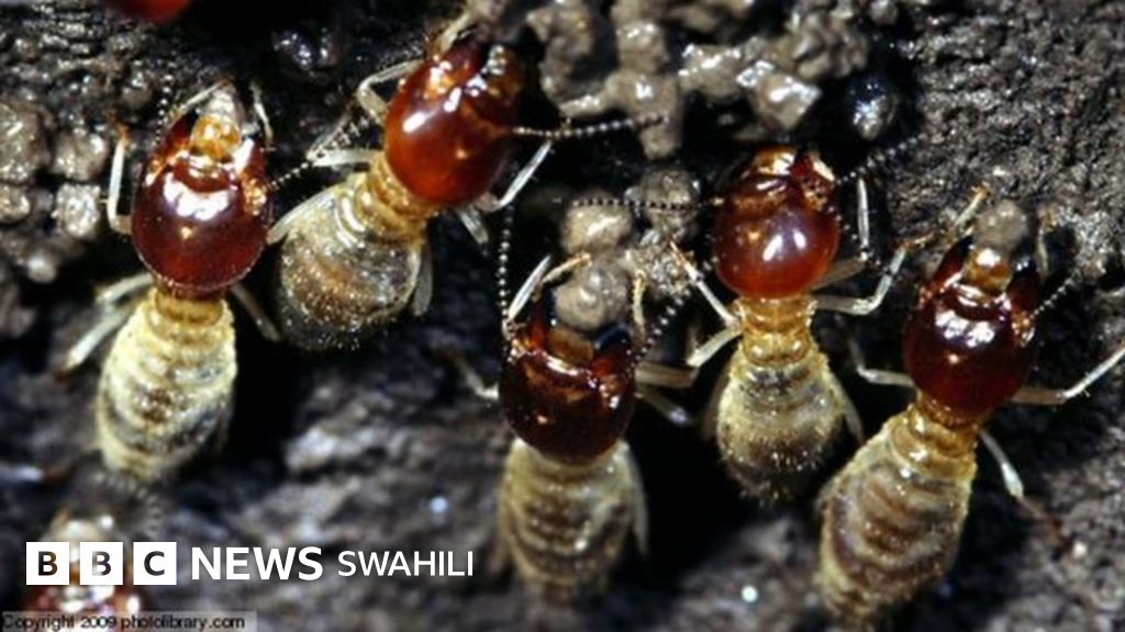 Jamii inayoenzi kitoweo cha mchwa Burundi - BBC News Swahili