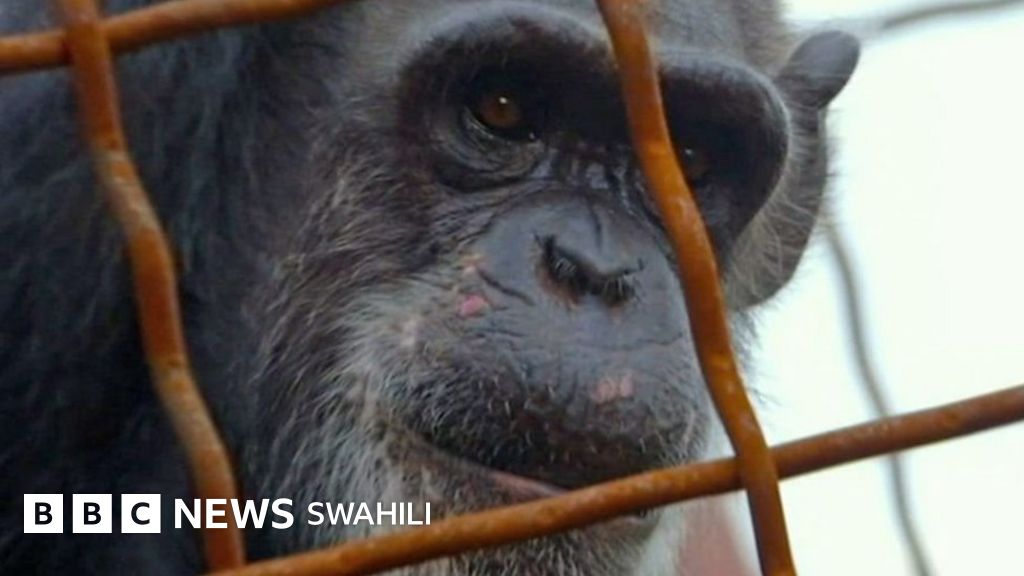 Kumbe sokwe sio wapenzi wa muziki - BBC News Swahili