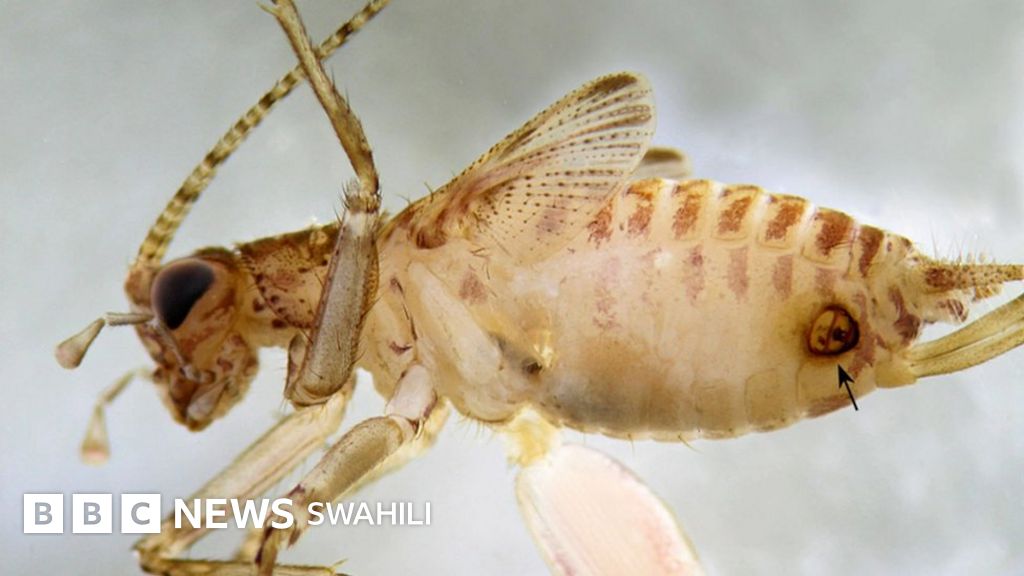 Wafahamu wanyama watano ambao hufa baada tu ya kujamiiana - BBC News ...