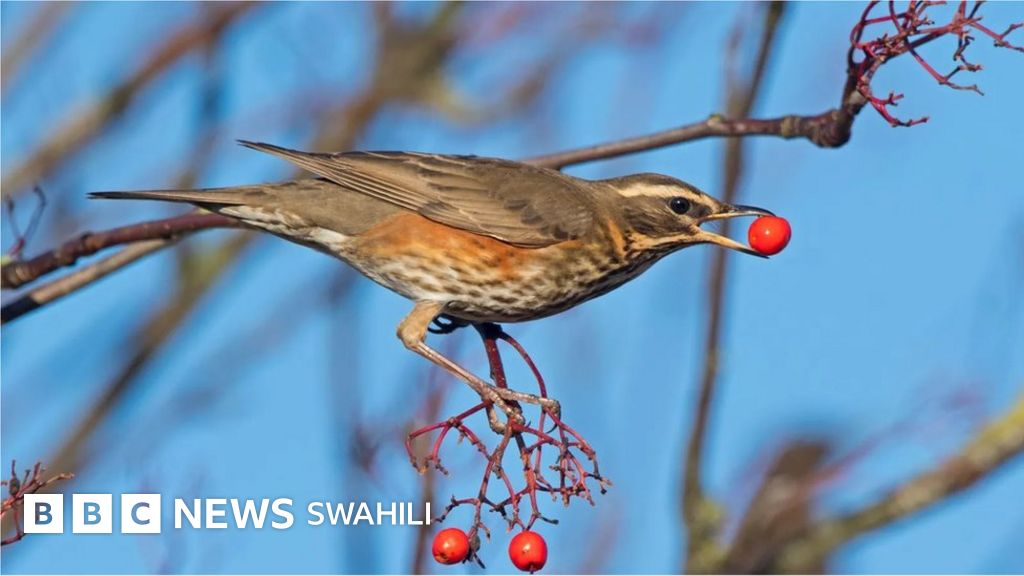 Sababu inayochangia ndege wanaohama hufurika mijini - BBC News Swahili