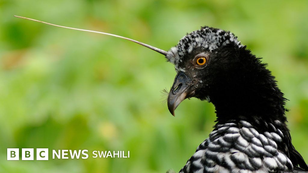 Je,unamfahamu ndege aliye na pembe? - BBC News Swahili