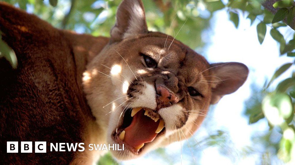 Bwana mmoja Marekani aua Simba aliyemvamia mbugani - BBC News Swahili