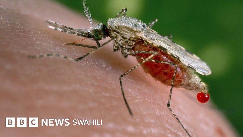 Wanasayansi wagundua aina mpya ya chandarua kinachoimarisha kinga dhidi ...