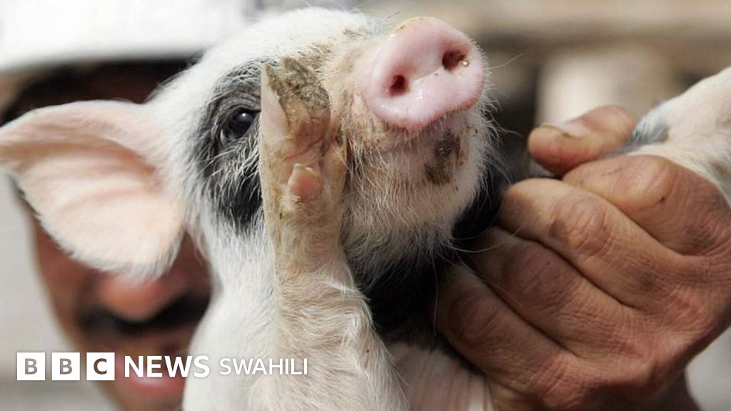 Hofu juu ya nguruwe wanaodungwa sindano za homoni Madagascar - BBC News ...