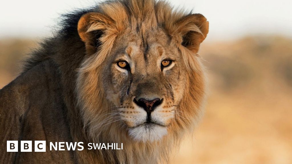 Shambulio la simba la muacha mlinzi wa hifadhi na majeraha mabaya - BBC ...