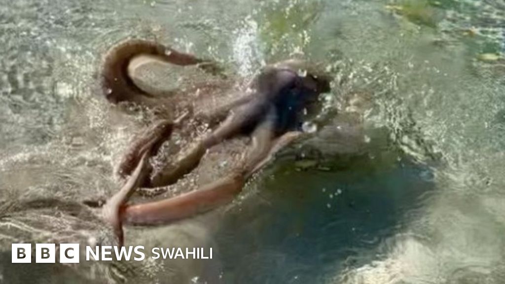 Mwanajiolojia apigwa na pweza mwenye ‘hasira’ ufuoni - BBC News Swahili