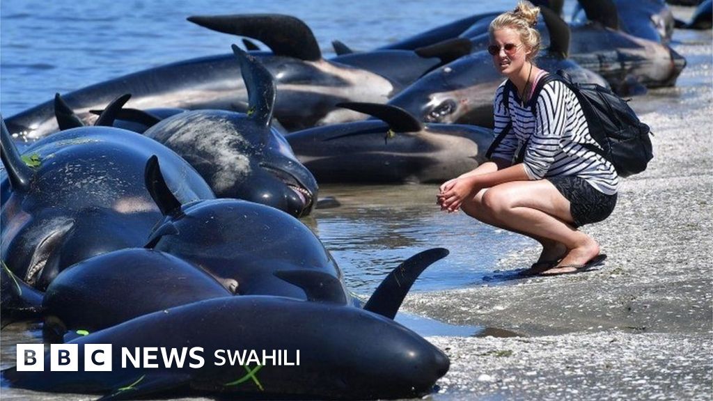 Nyangumi wengine 240 wakwama ufukweni New Zealand - BBC News Swahili
