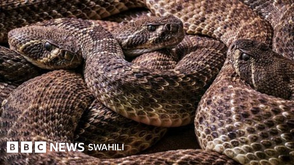 Uhalisia: Sauti ya nyoka-kayamba inapumbaza masikio ya mwanadamu - BBC ...