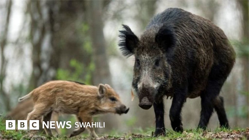 Mwanaume mmoja ambaye hakuvaa nguo amkimbiza nguruwe pori aliyekwapua ...