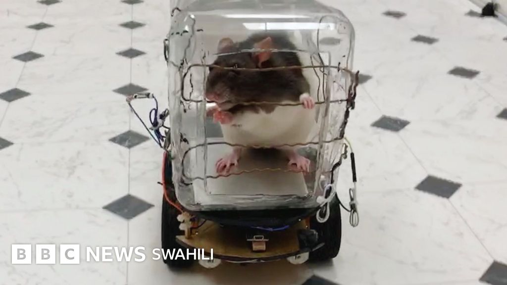 Panya wafunzwa kuendesha magari madogo ili kupunguza msongo wa mawazo ...