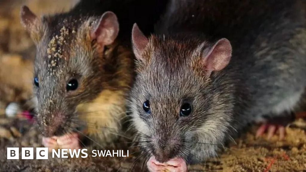 Hantavirus Fahamu Virusi Hatari Vinavyotokana Na Kinyesi Cha Panya