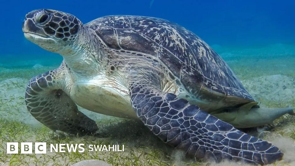 Mawasiliano ya siri ya wanyama wa baharini yagunduliwa - BBC News Swahili