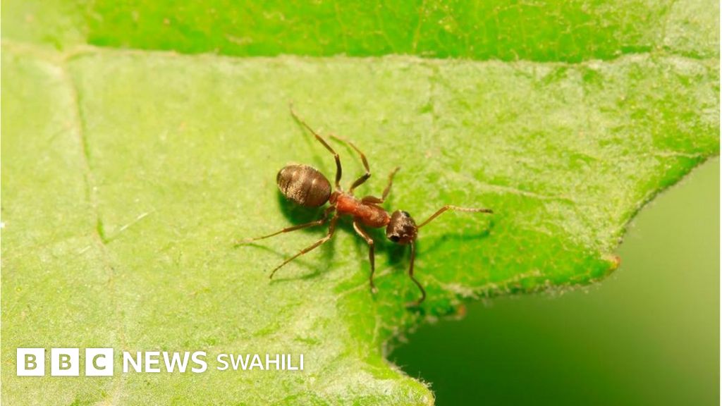 Siku ya Saratani Duniani: Mchwa wanaweza kunusa saratani, utafiti mpya ...
