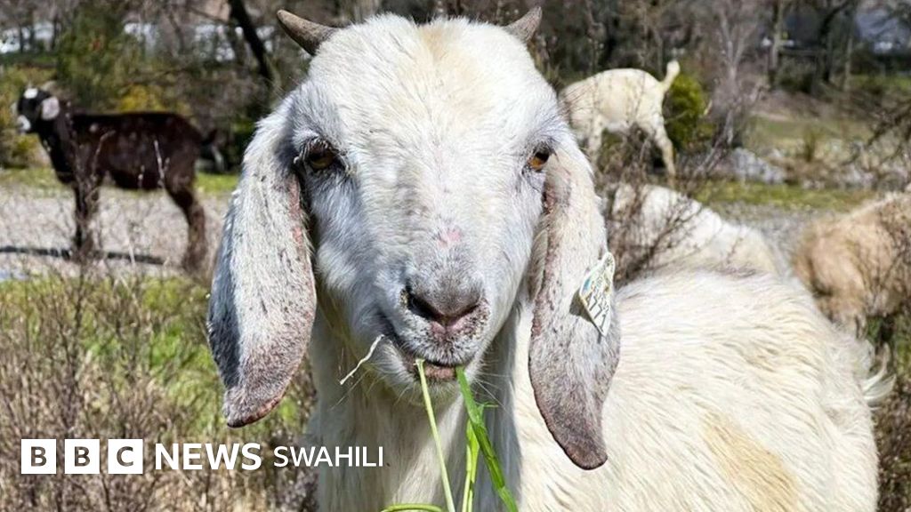 Mbuzi wanakabiliana na moto wa porini Marekani - BBC News Swahili