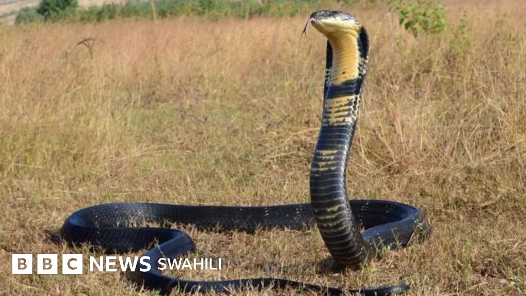 Aina 10 ya nyoka wenye sumu na hatari zaidi duniani - BBC News Swahili