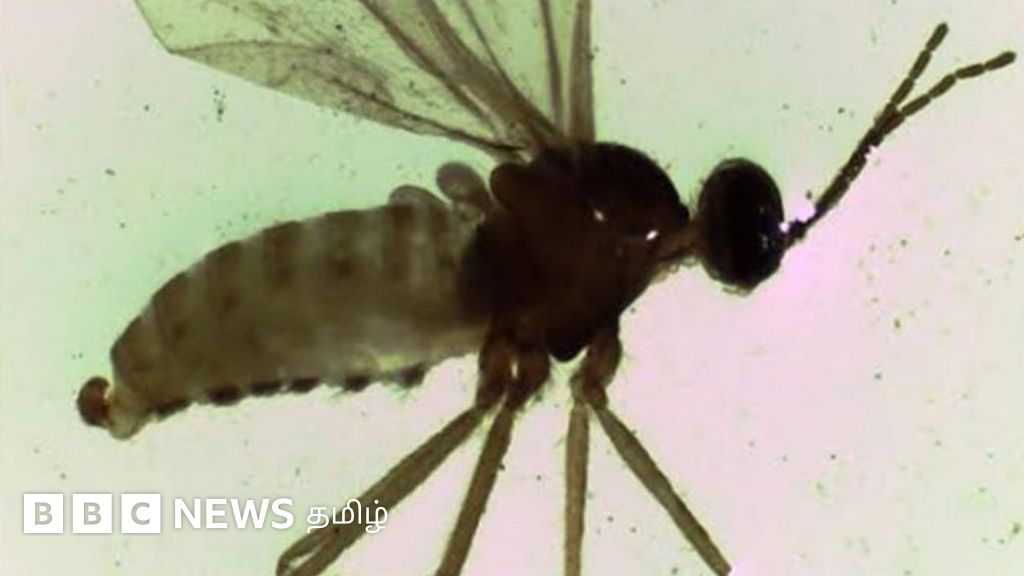 கொசு வடிவில் புதிய பூச்சியினம் - அளவு 2 மி.மீ, அரிய தகவல்கள் - BBC News ...