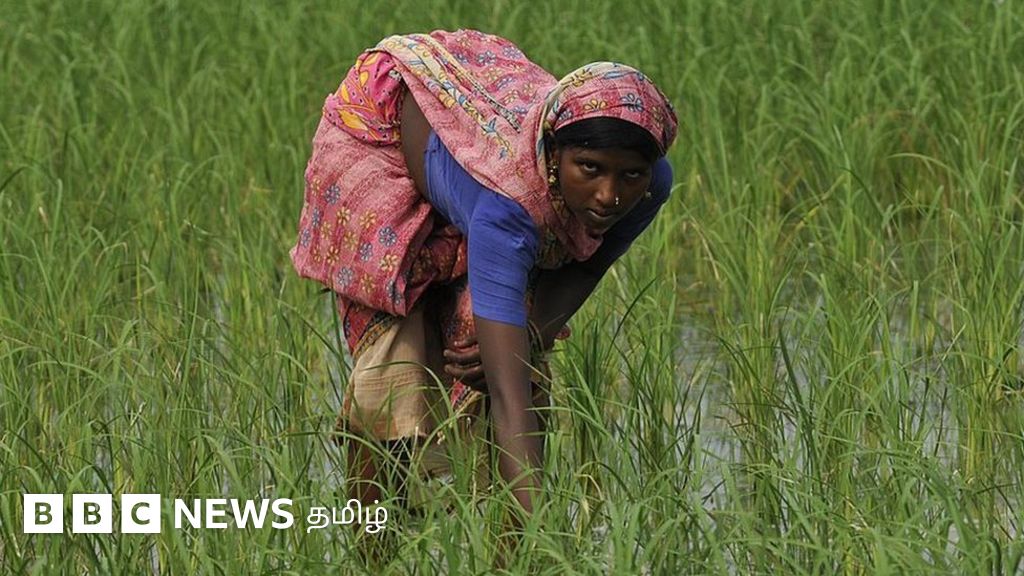 'நிலமற்றவர்களாகவே இருக்கும் தலித்துகள்' - இங்கு நிலம் ஏன் முக்கியம் ...