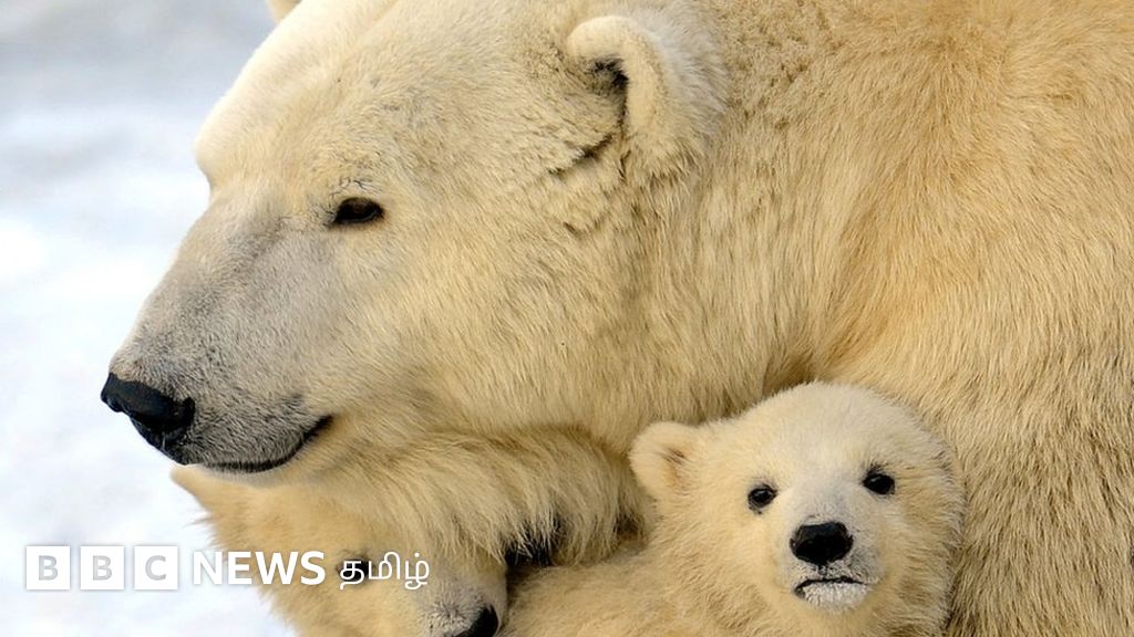 பருவநிலை மாற்றம்: உருகும் பனி - உணவுத் தேடி கிராமத்திற்குள் வந்த 56 ...