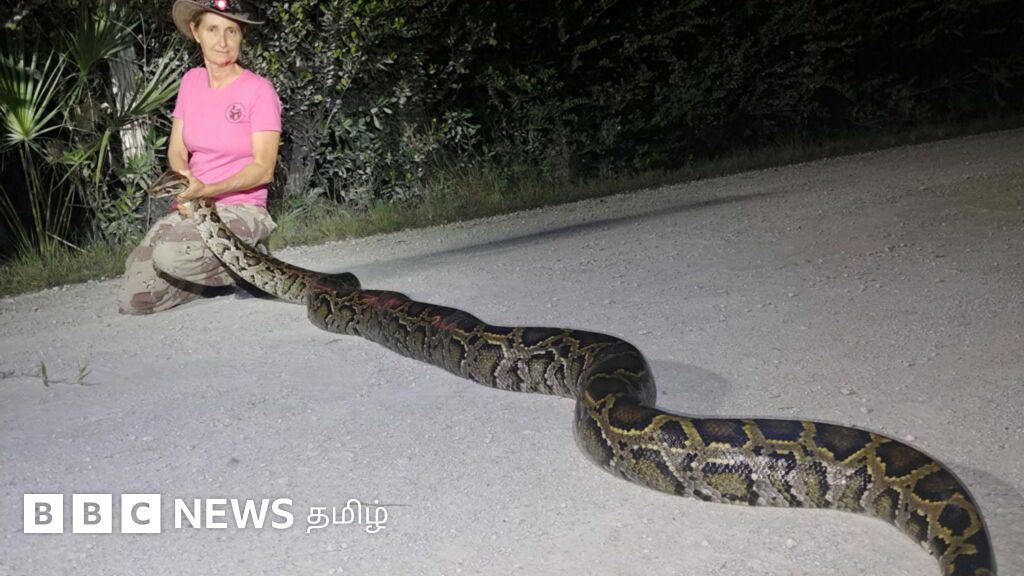 அமெரிக்காவில் முதலைகளை கூட இரையாக்கும் ராட்சத மலைப்பாம்புகளை பிடிப்பது ...