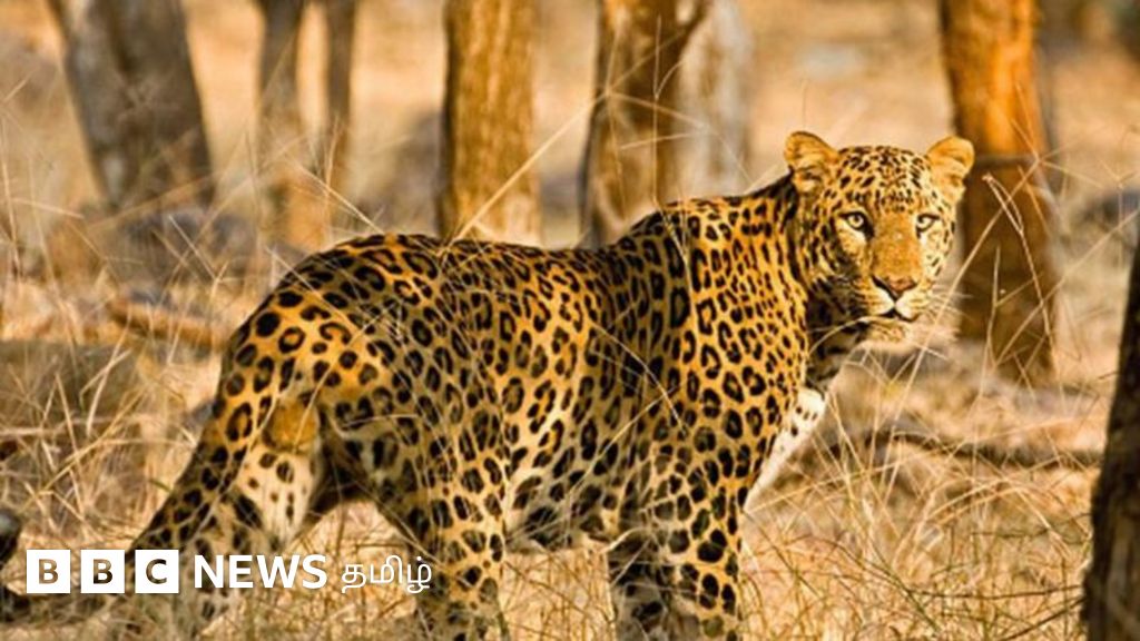 Preventing Leopard Attacks How To Escape And Stay Safe Time News preventing-leopard-attacks-how-to-escape-and-stay-safe-time-news