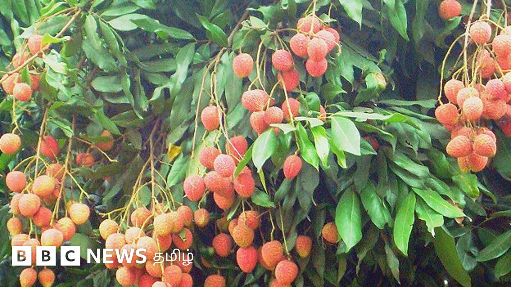 இந்தியாவில் மர்மமான முறையில் குழந்தைகள் இறந்ததற்கு லீச்சீ பழம் காரணமா ...