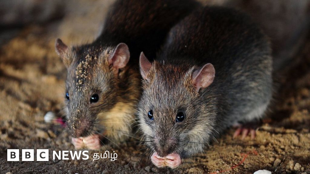 இயங்க முடியாத பெண்ணுக்கு எலிக்கடியால் உடல் முழுதும் காயங்கள் - BBC News ...