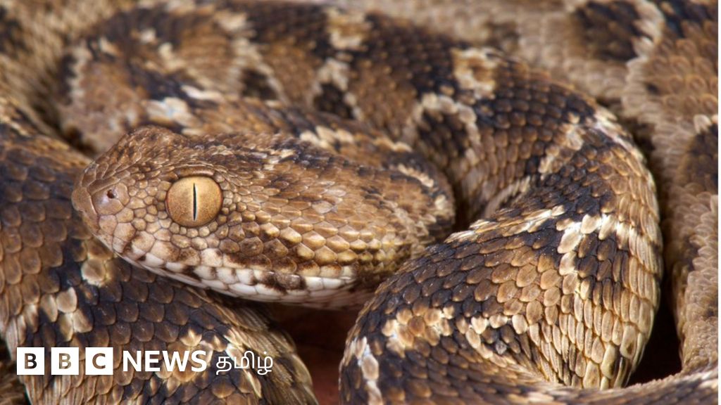 பாம்பு கடித்த பின்பு என்ன செய்ய வேண்டும்? என்ன செய்ய கூடாது? - BBC News ...