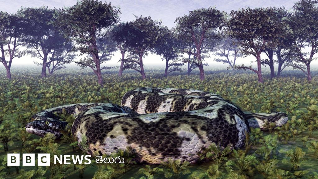 Facts About Snakes: సంభోగం తరువాత ఆడ అనకొండ మగపామును ఎందుకు చంపుతుంది ...